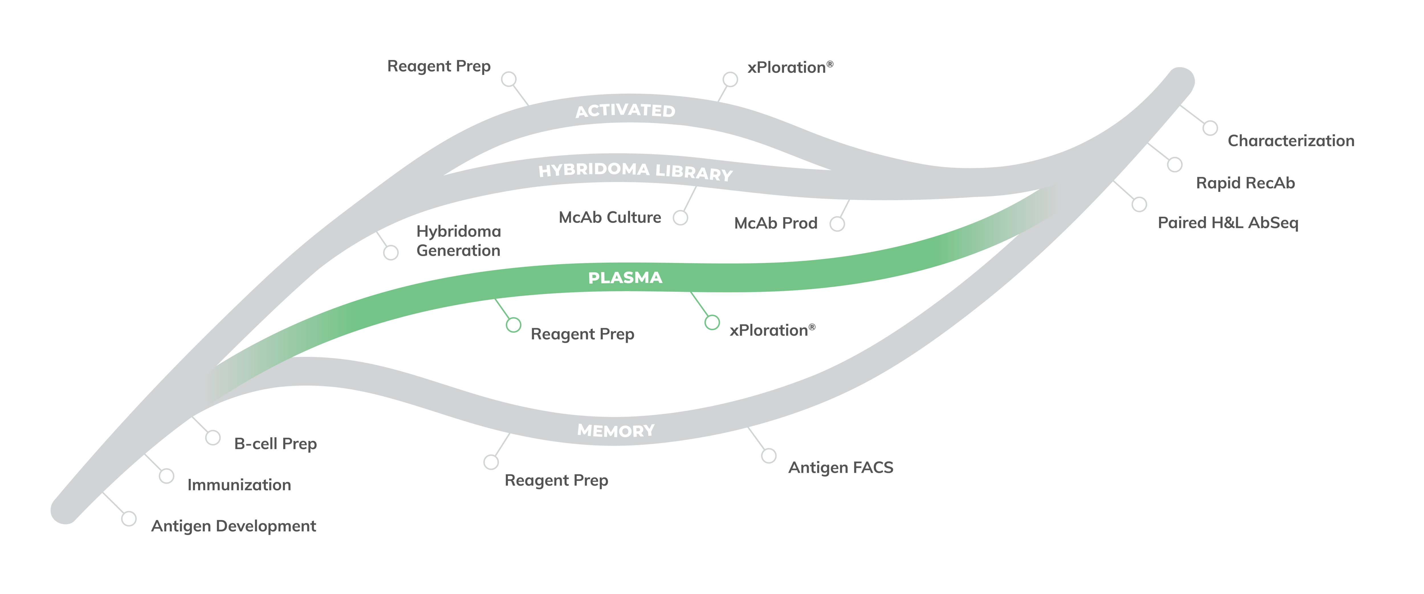 Cellestive - Plasma B-Cell